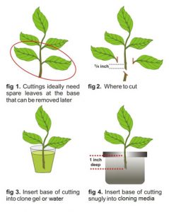 How To Clone Plants: 5 Different Methods of Plant Cloning | Alovegarden